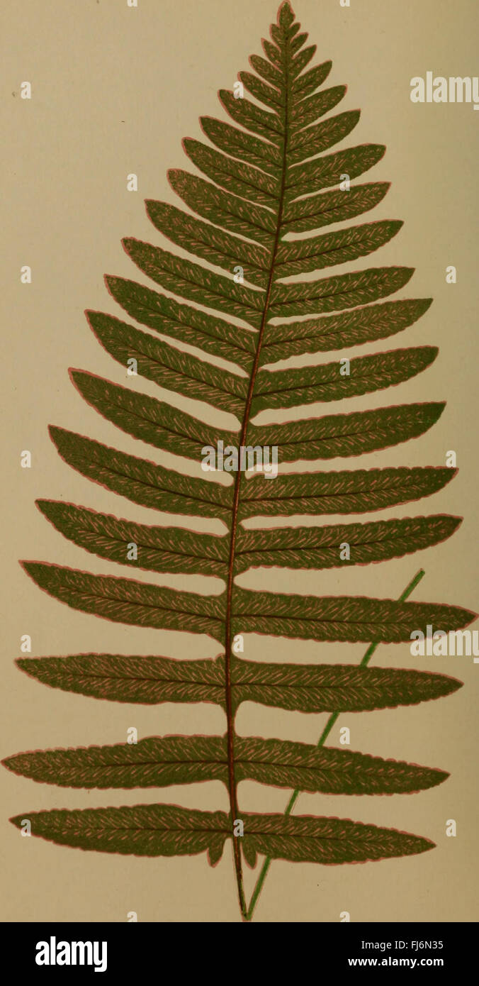 Ferns, British flora, exotic plants, plant species, botanical studies ...
