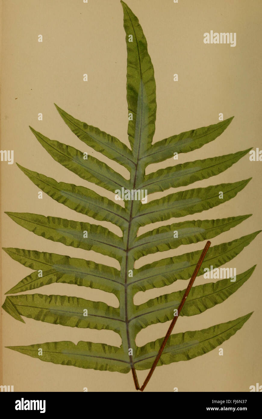 An illustrated study of British and exotic ferns, focusing on species ...