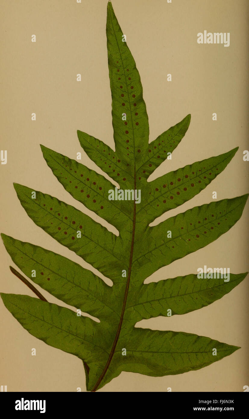 A botanical study of both British and exotic ferns, with comprehensive ...