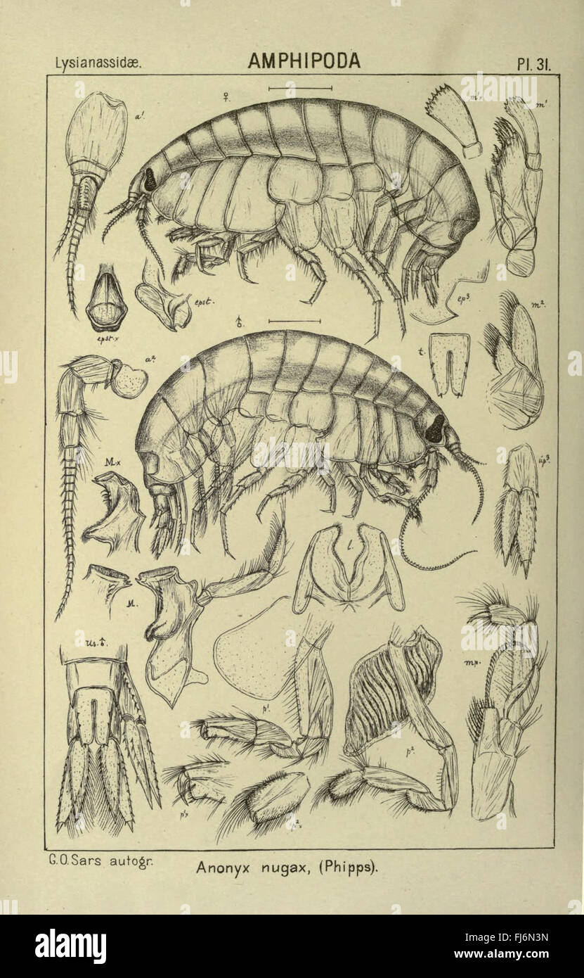 An Account of the Crustacea of Norway (Pl. 31) - Crustaceans Found in ...