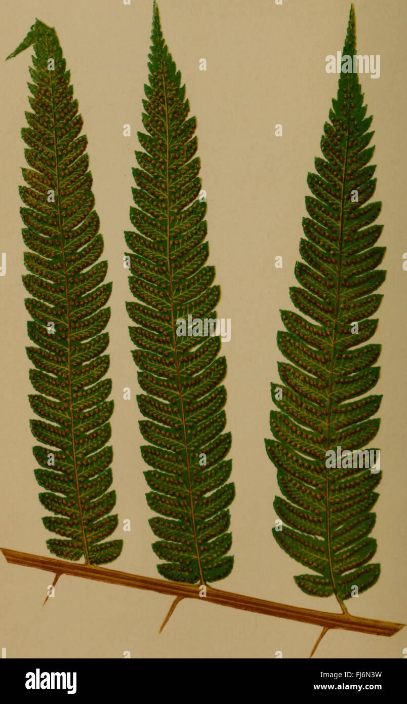 A botanical work on British and exotic ferns, with illustrations and ...