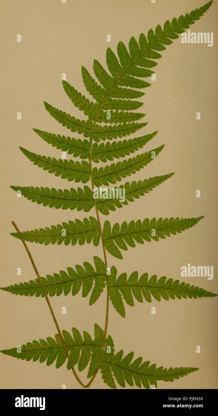 A comprehensive guide to British and exotic fern species, offering ...