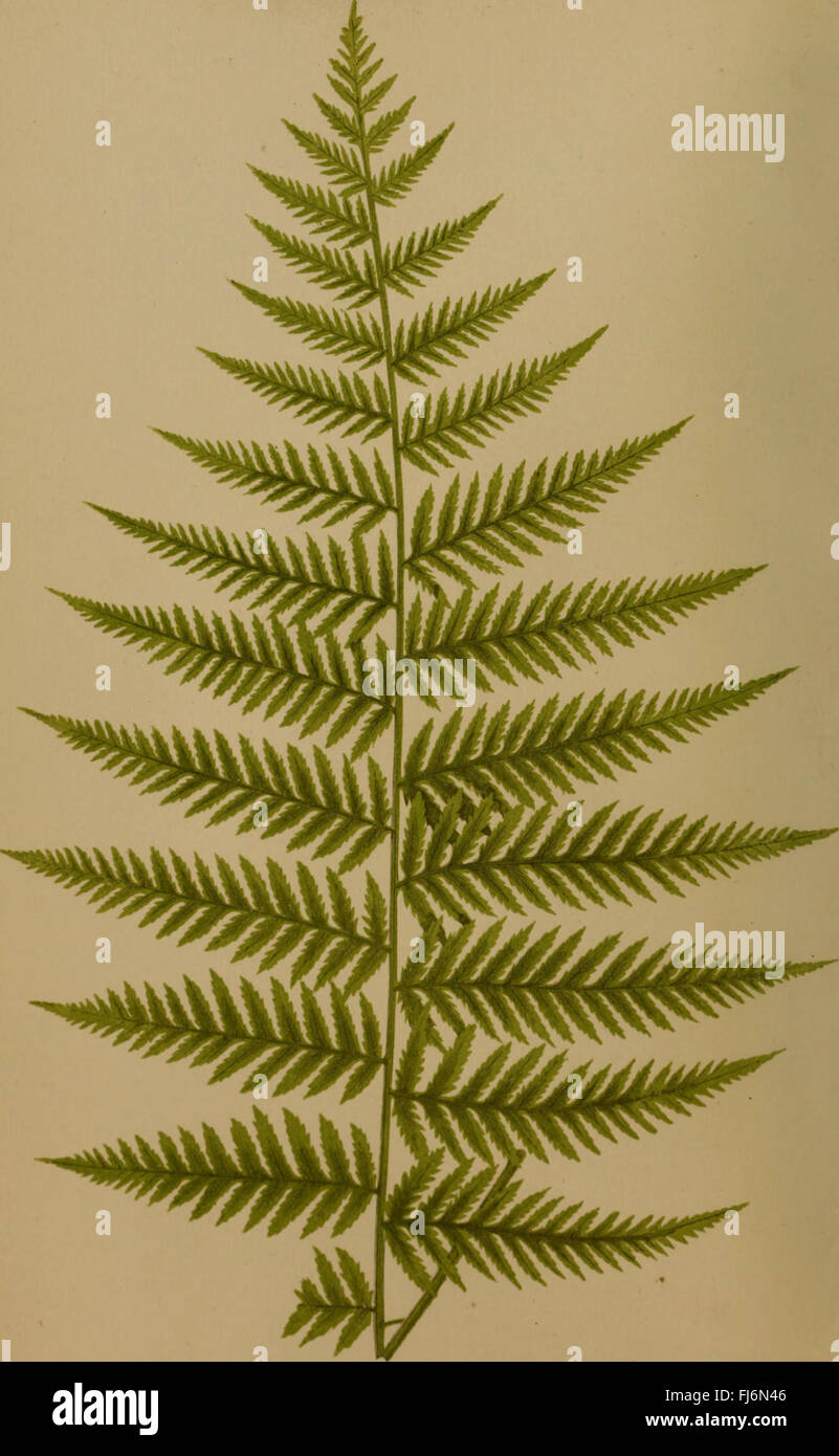 A botanical work focusing on both British and exotic ferns, providing ...