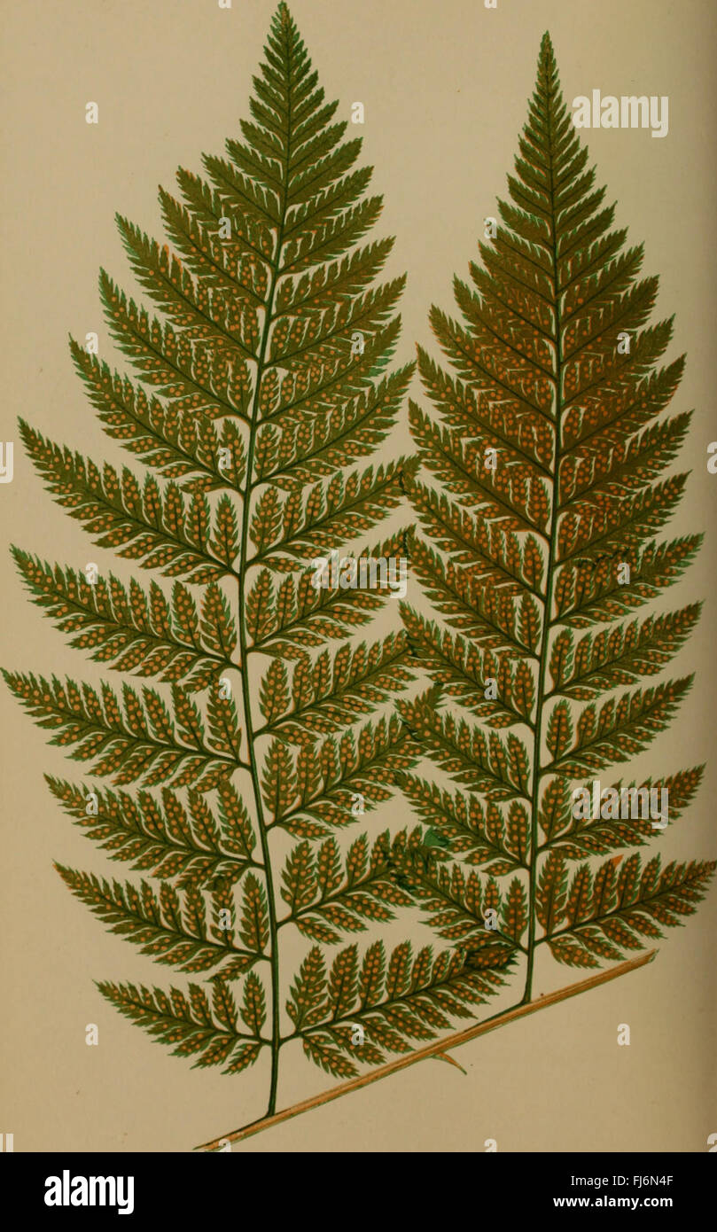 British and Exotic Ferns, Botanical Research, Fern Species, 1856 ...