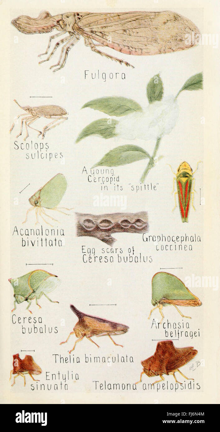 Field book of insects Stock Photo - Alamy