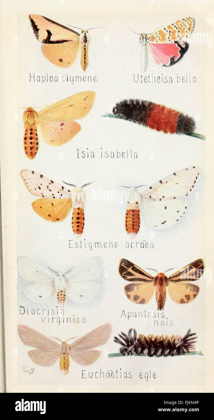 An entomological guide to identifying insects in the United States ...