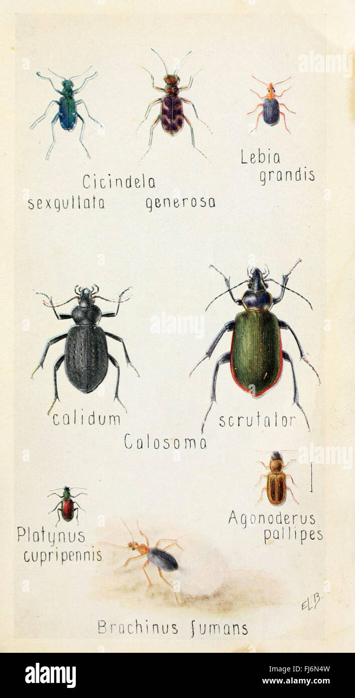 A field guide to North American insects, providing identification ...