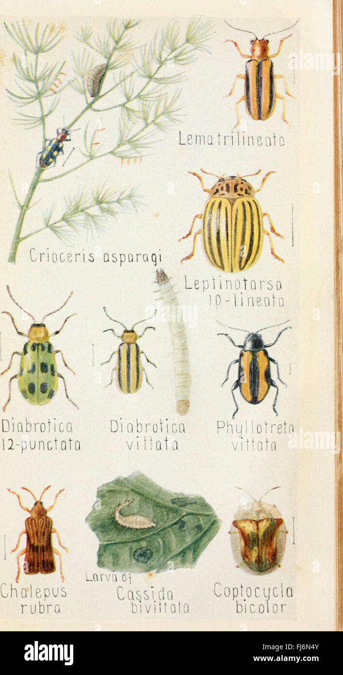 Field book of insects Stock Photo - Alamy