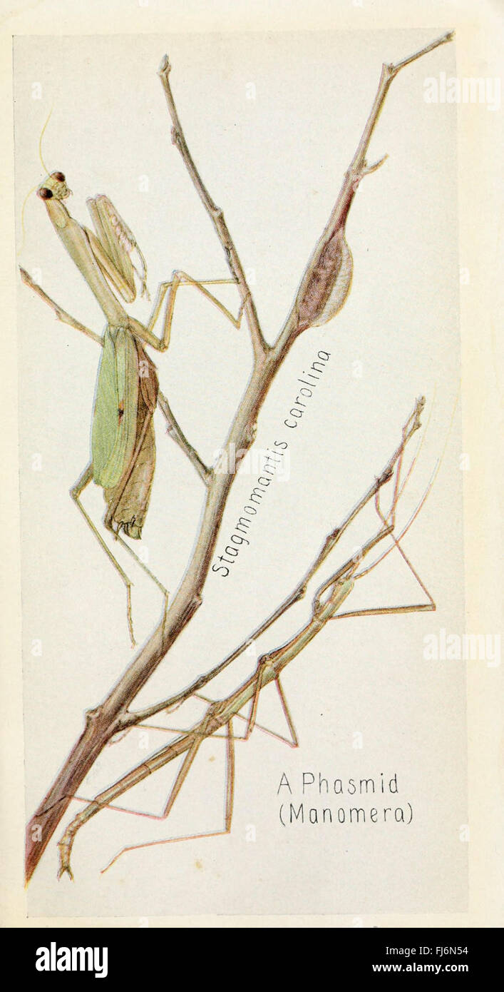 Entomology field guide hi-res stock photography and images - Alamy