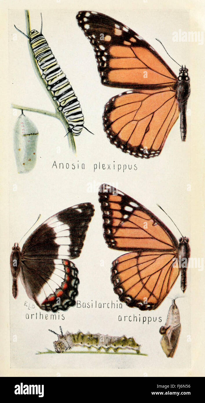 Insect identification guides hi-res stock photography and images - Alamy