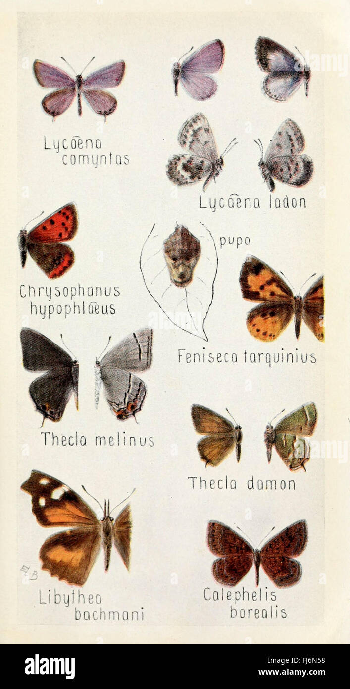 A field guide focusing on the identification and study of insects in ...