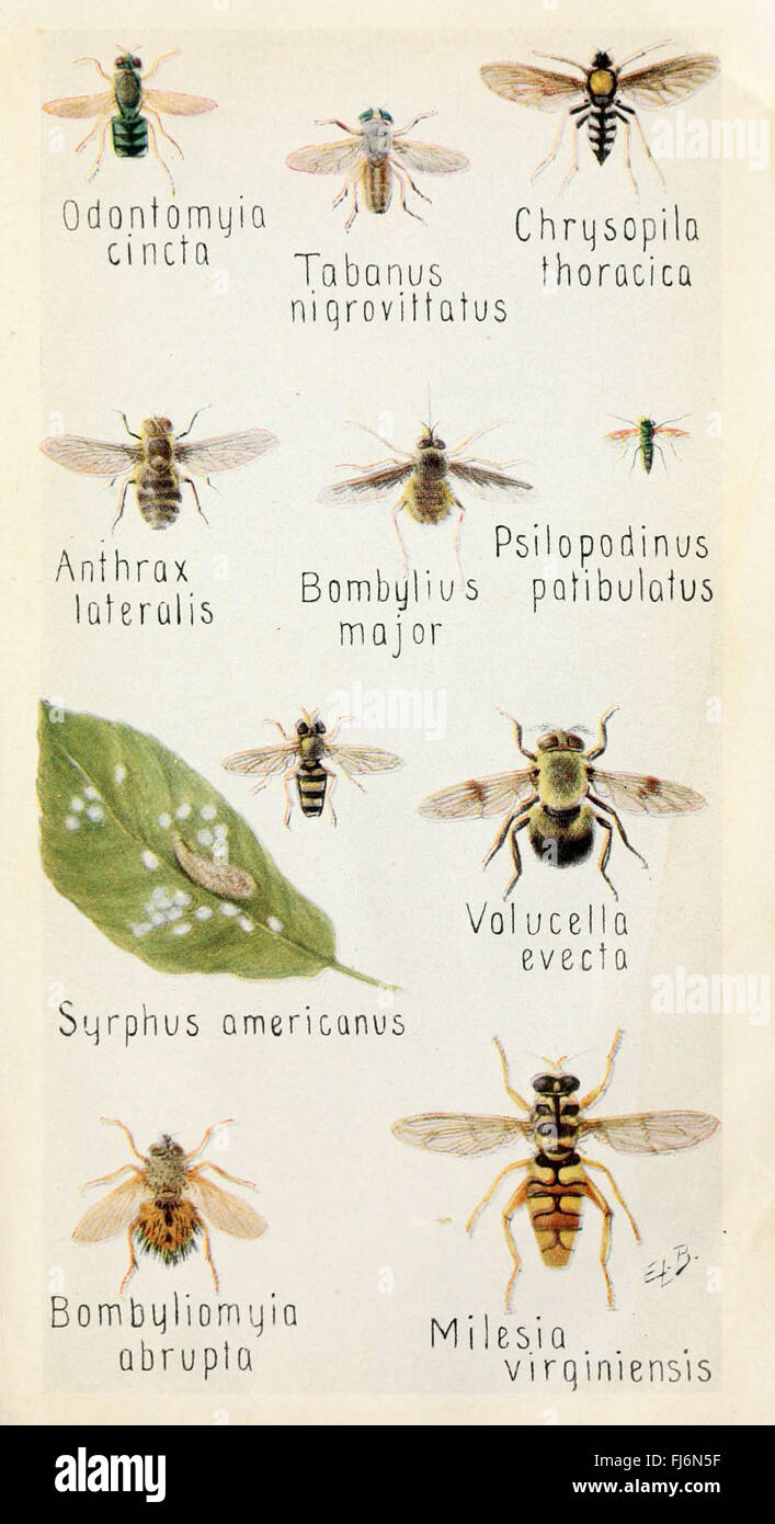 An educational guide to insect identification and classification Stock ...