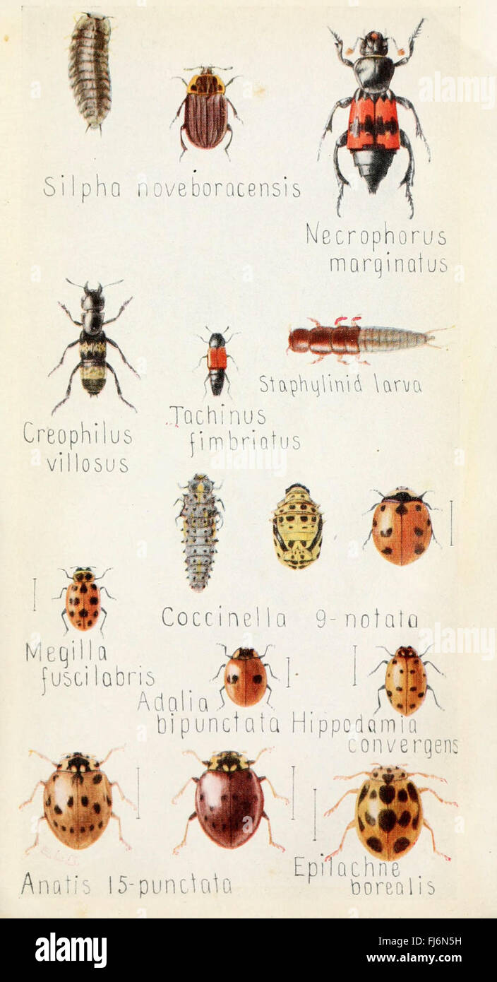 A field guide to insects in the United States, providing descriptions ...