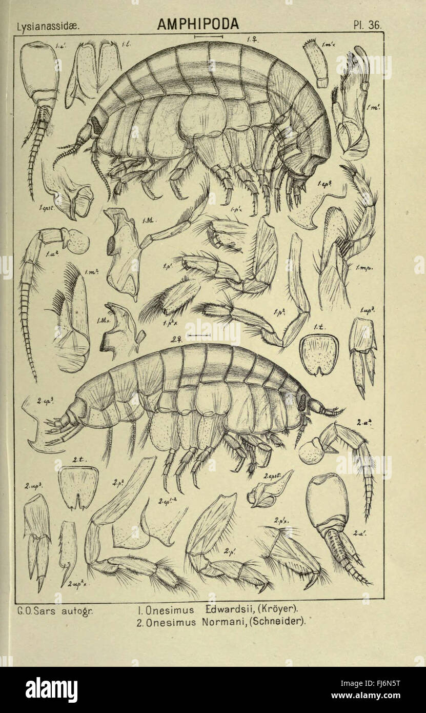 A detailed account of the crustacean species found in Norway ...