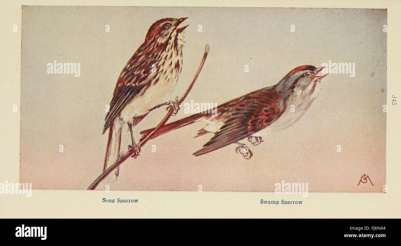 Wild birds, bird songs, avian behavior, ornithology, bird ...