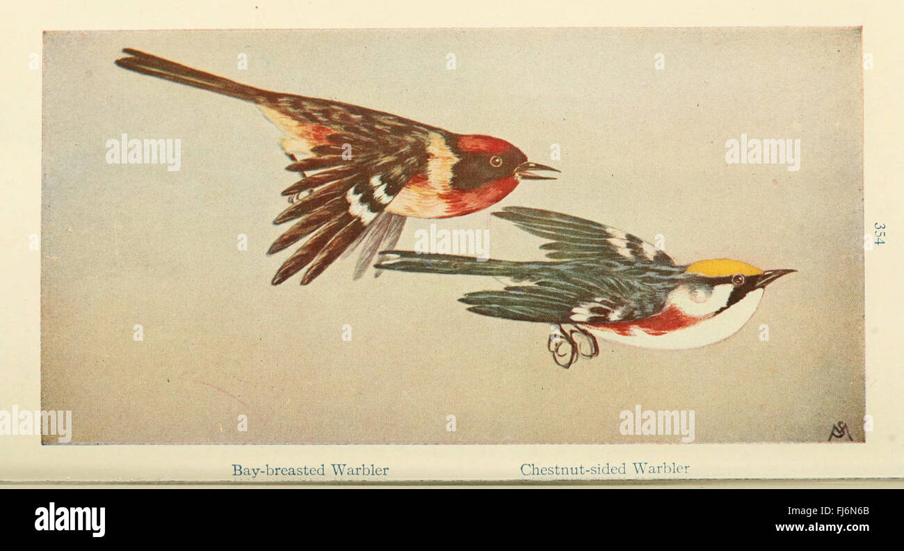 A field guide documenting wild birds in North America and their songs ...