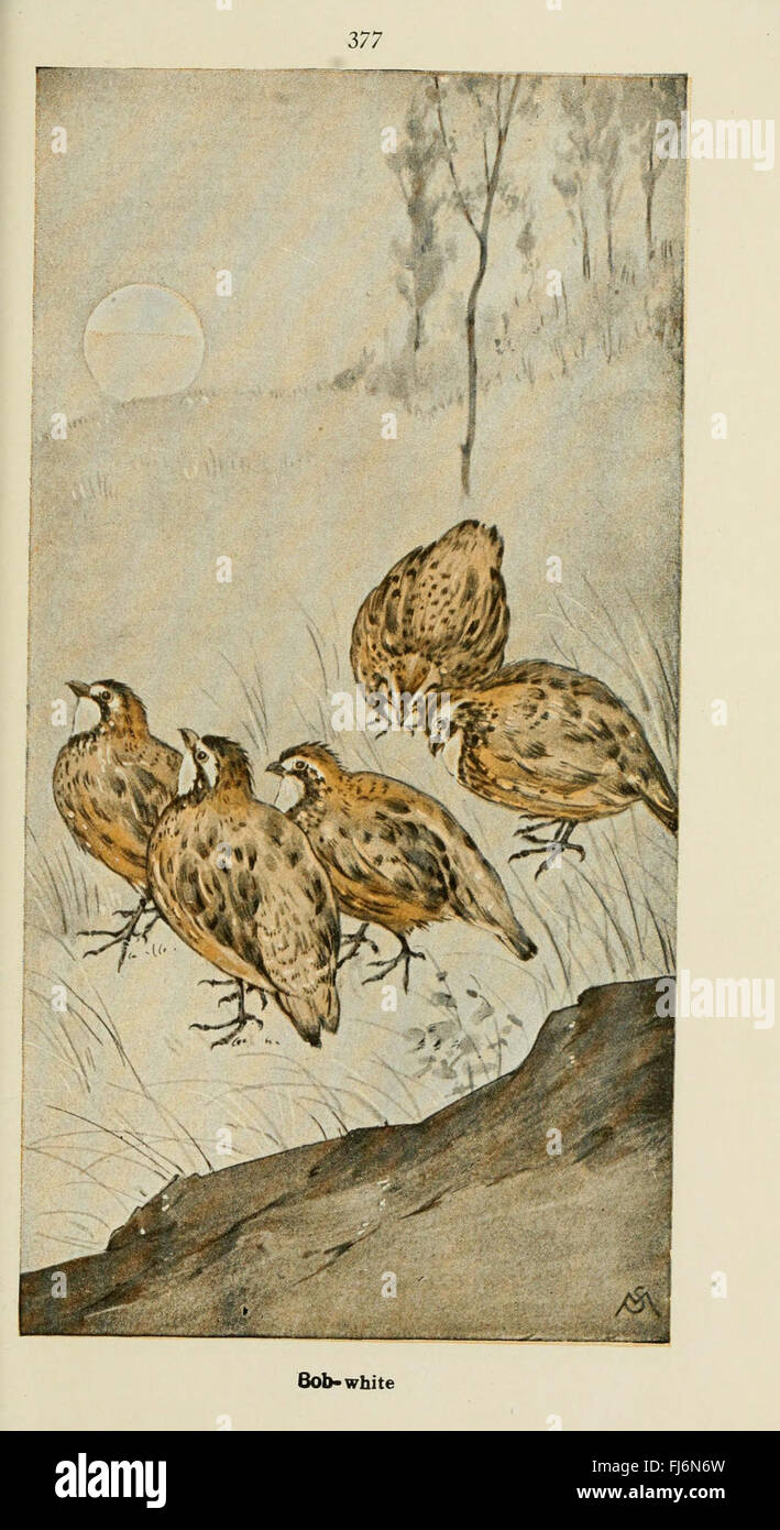 A comprehensive field guide documenting wild birds and their songs ...