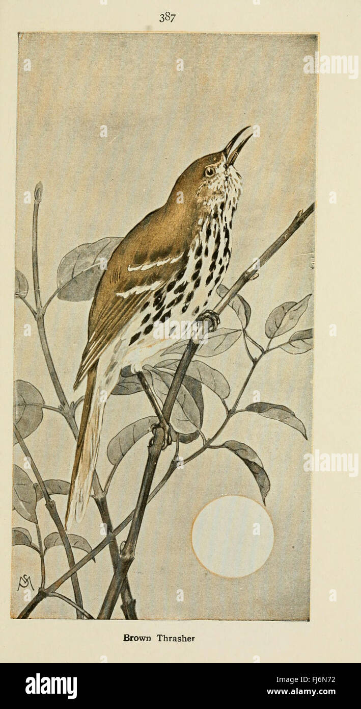 This field book from the Smithsonian Institution Libraries offers an in ...