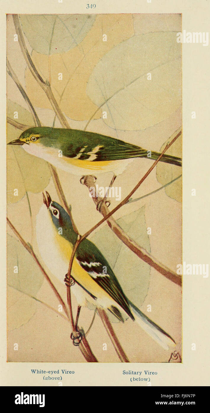 A field guide documenting wild birds and their songs, focusing on avian ...