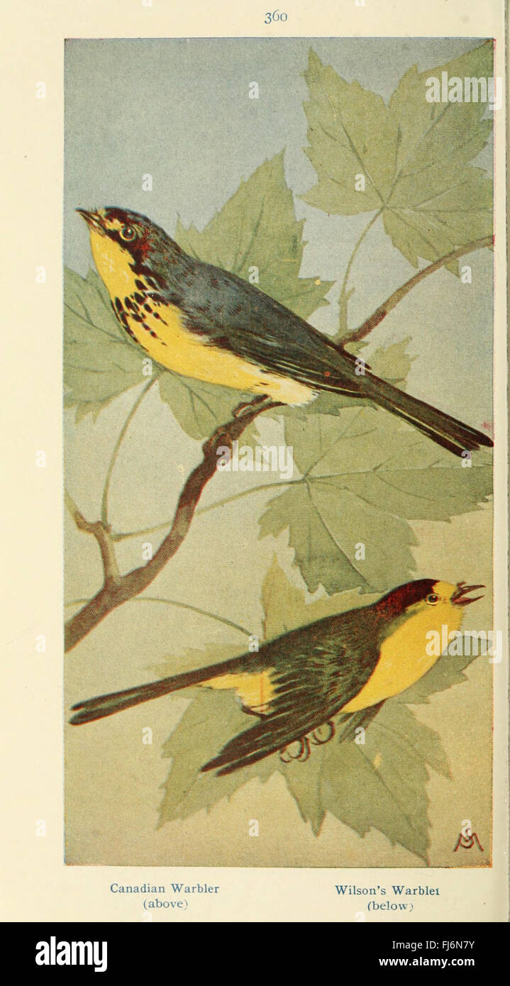 A field guide to wild birds in North America, featuring their songs and ...
