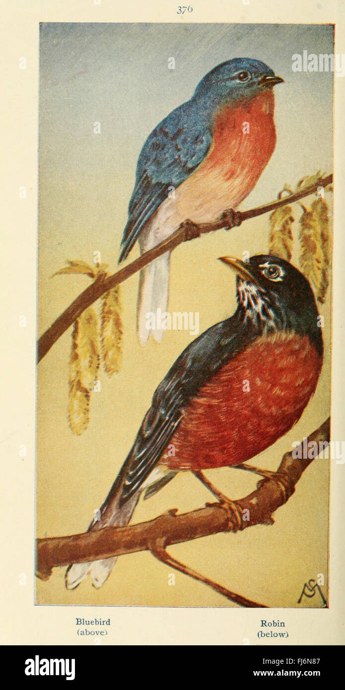 Birds, Birdsongs, Smithsonian Institution Libraries, Avian species ...