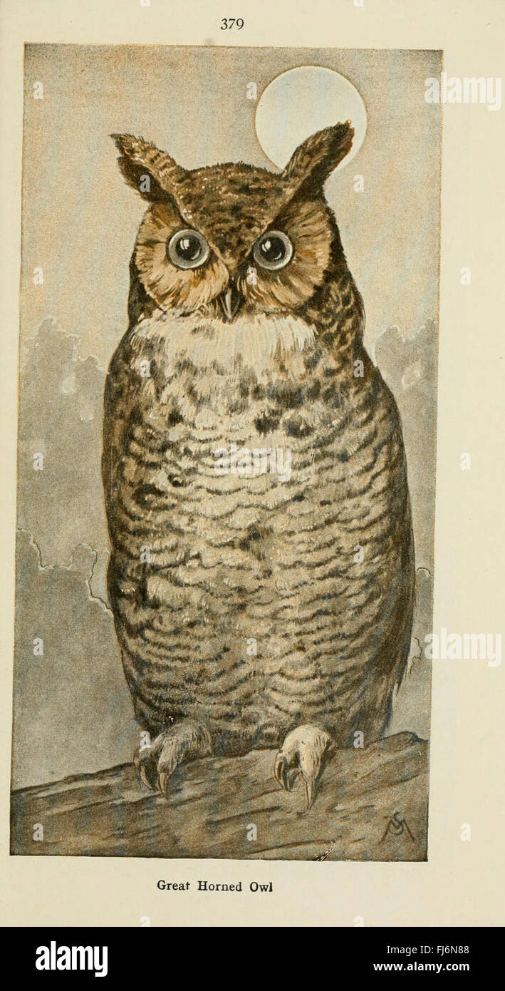 Field Book of Wild Birds and Their Music, a comprehensive guide to bird ...