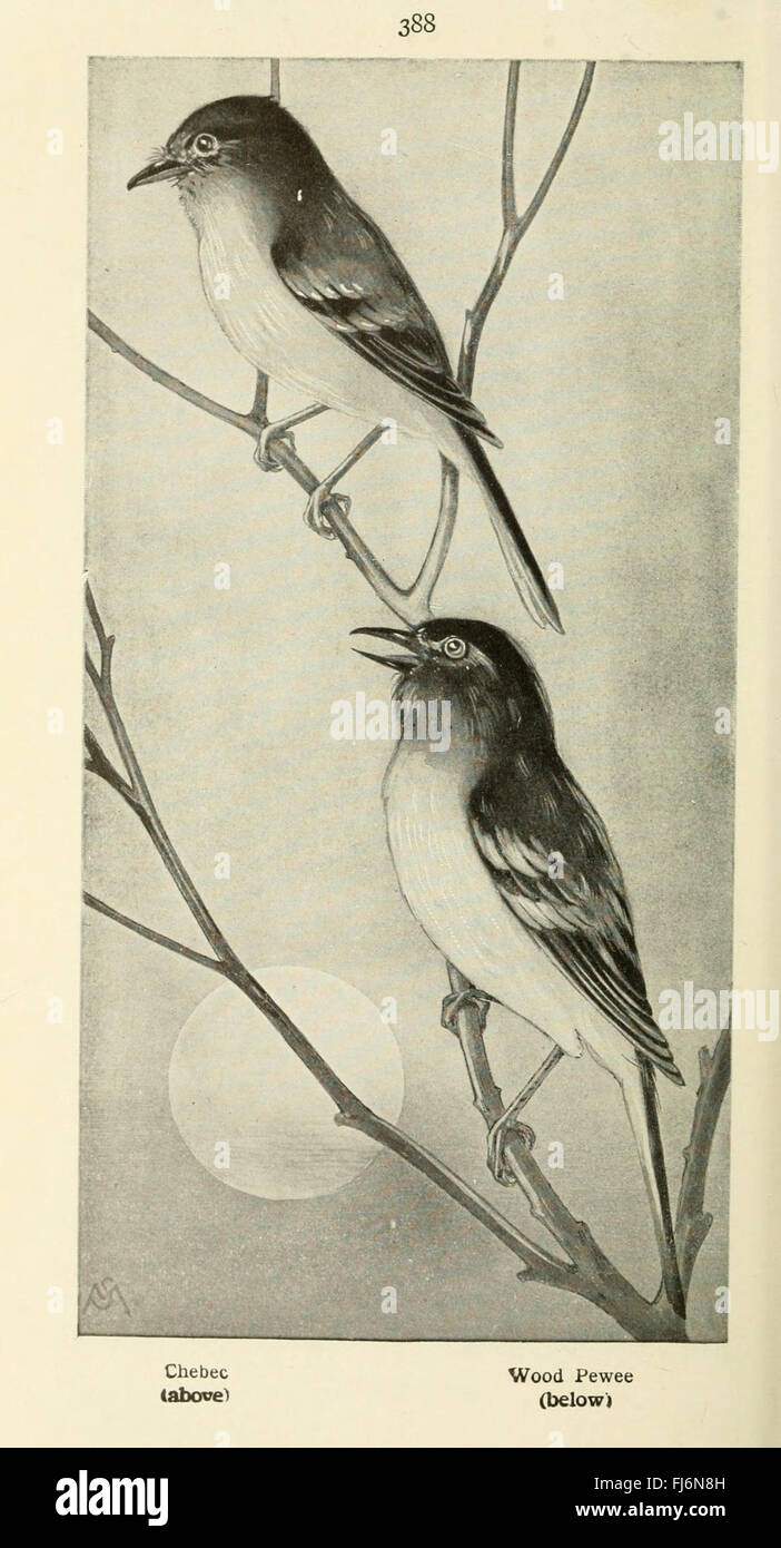 A field guide to wild birds of North America, featuring not only ...
