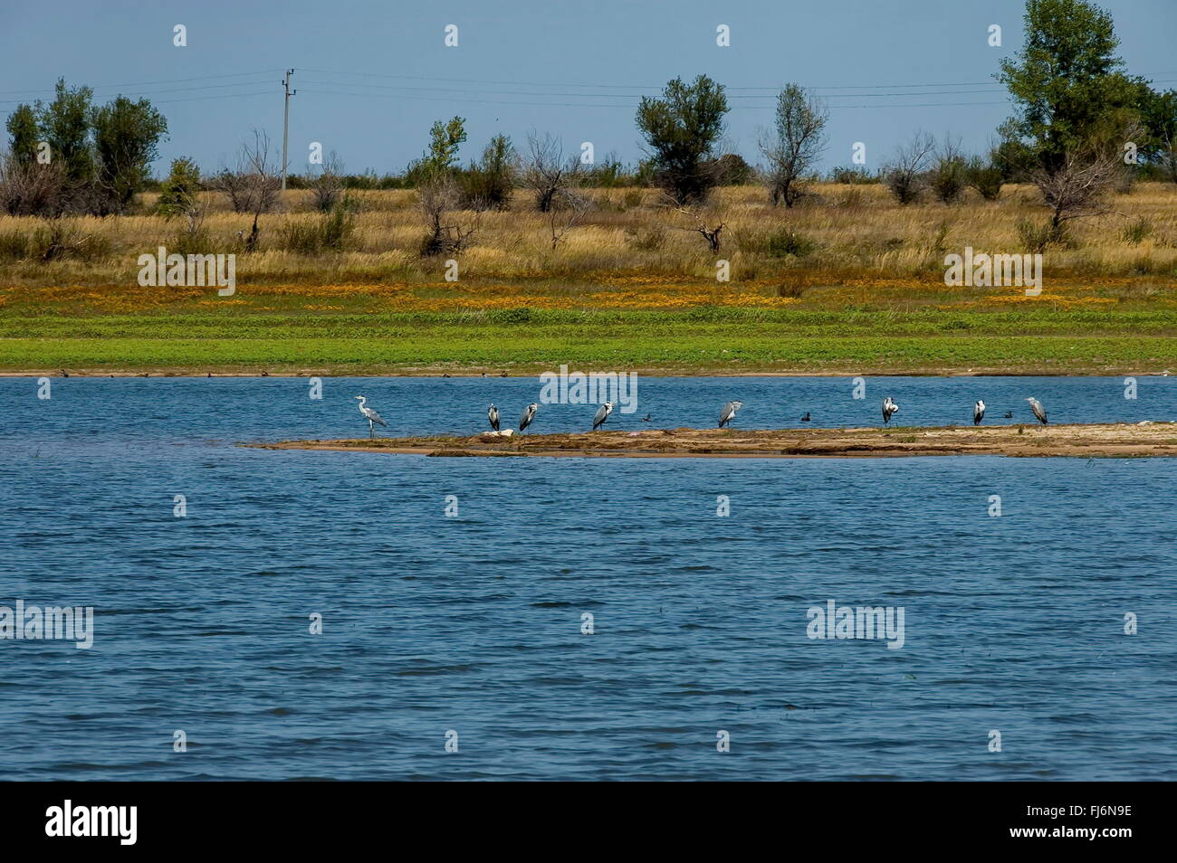 Rabisha lake and group of great heron or grane (Grus cinerea) relax at ...
