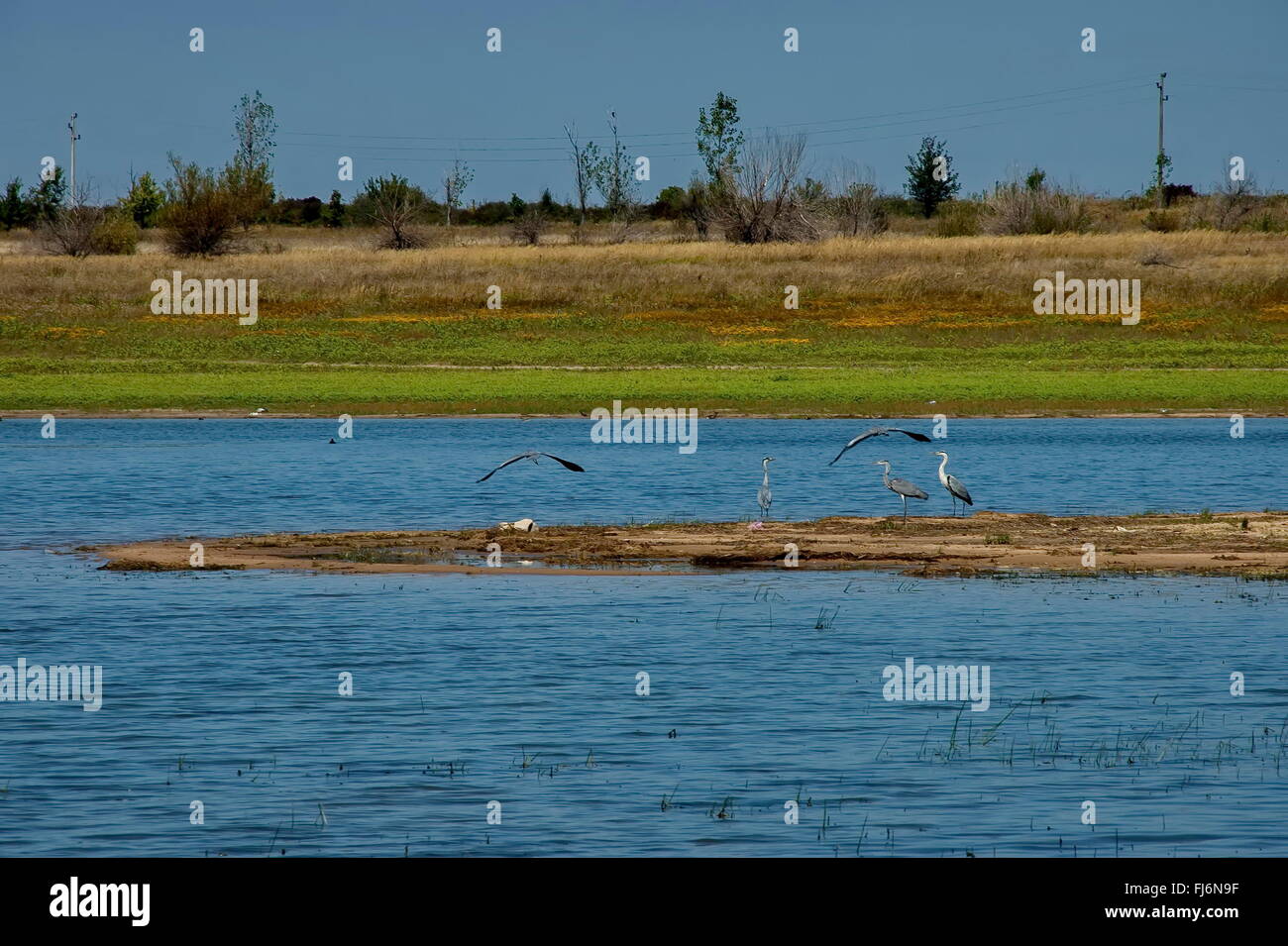 Rabisha lake and group heron bird relax at the water s peninsula, two ...