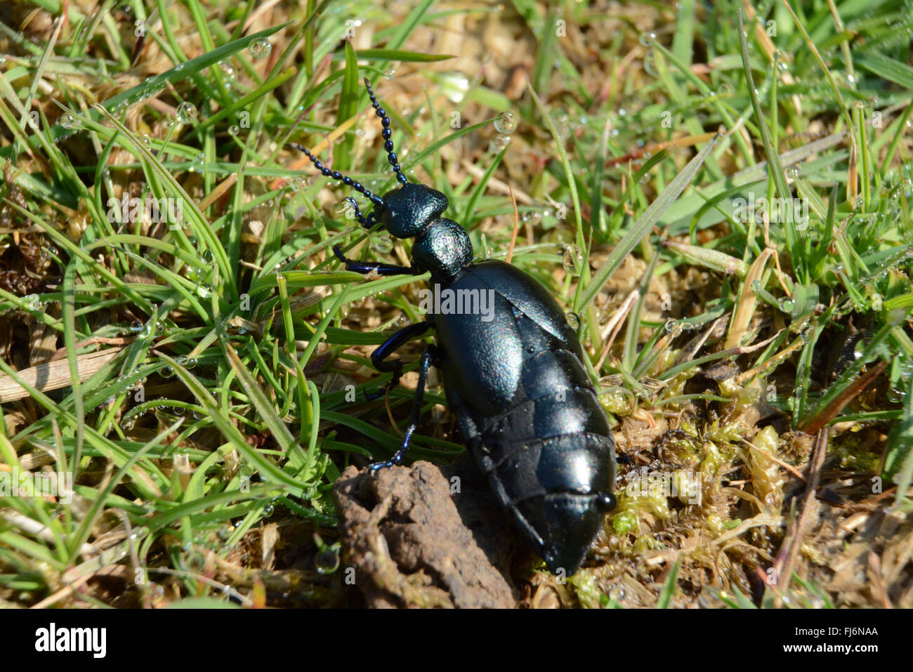 Violet oil beetle (Meloe violaceus), UK Stock Photo - Alamy