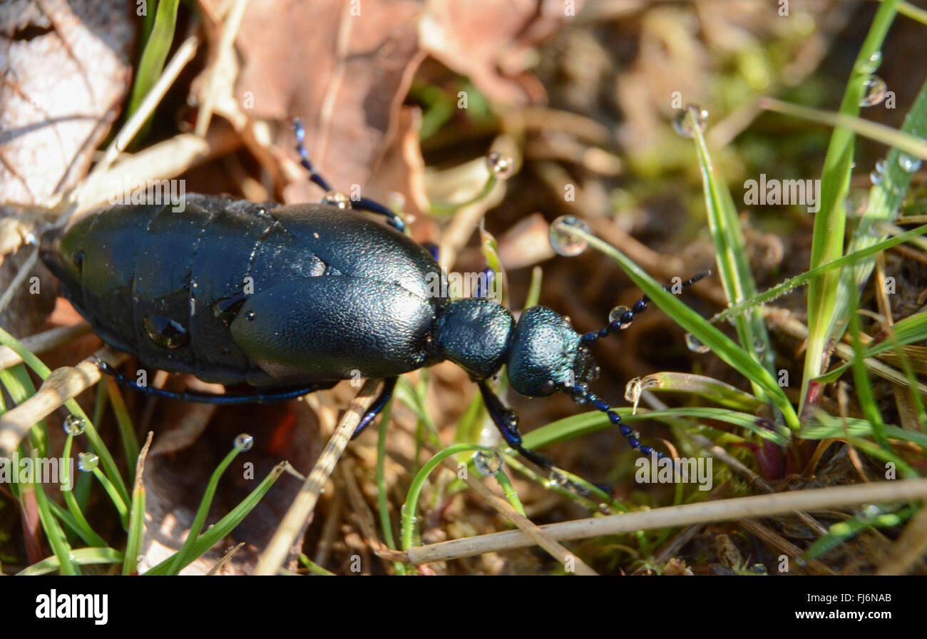 Violet oil beetles hi-res stock photography and images - Alamy