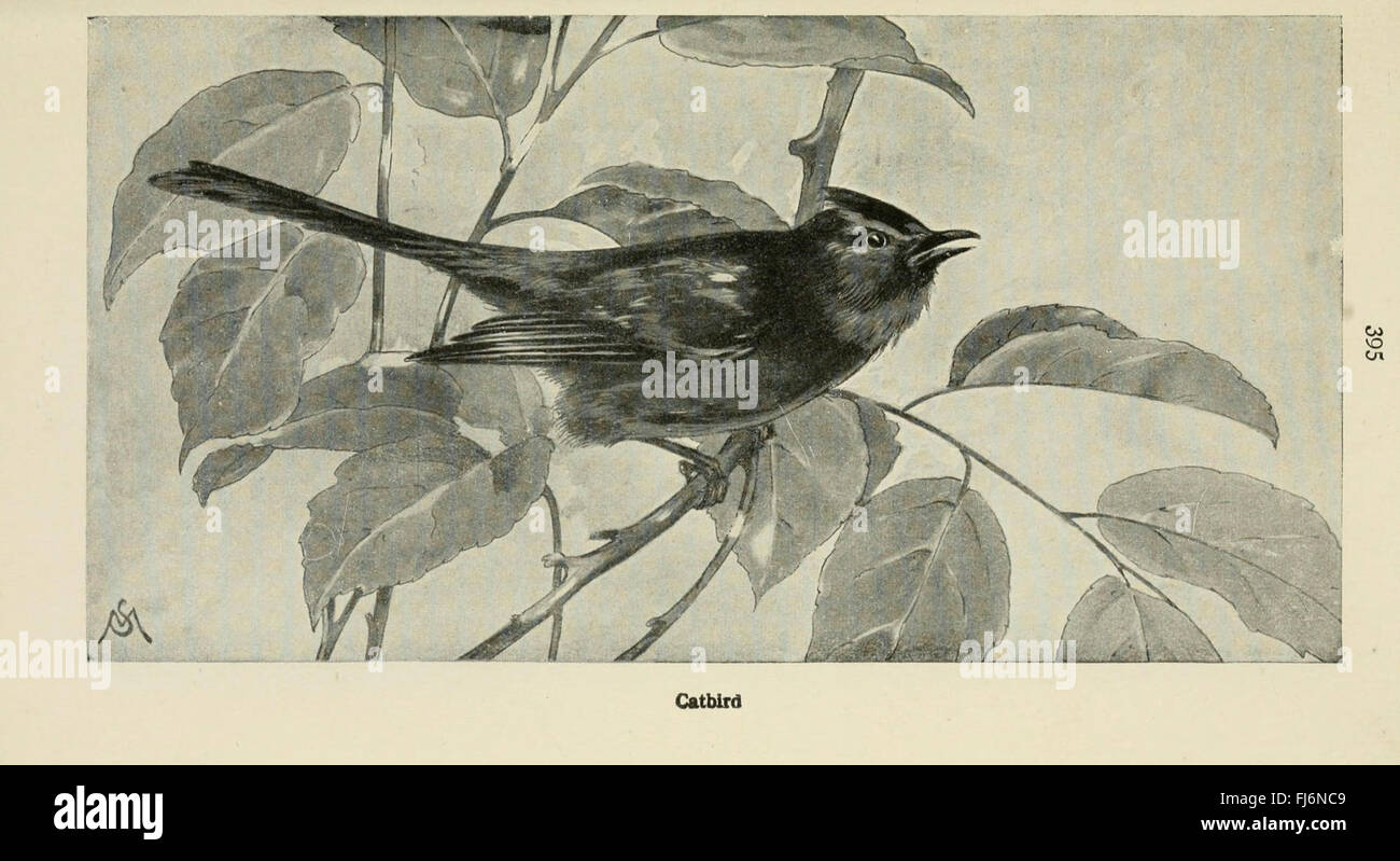 A field guide to wild birds and their songs, focusing on bird ...