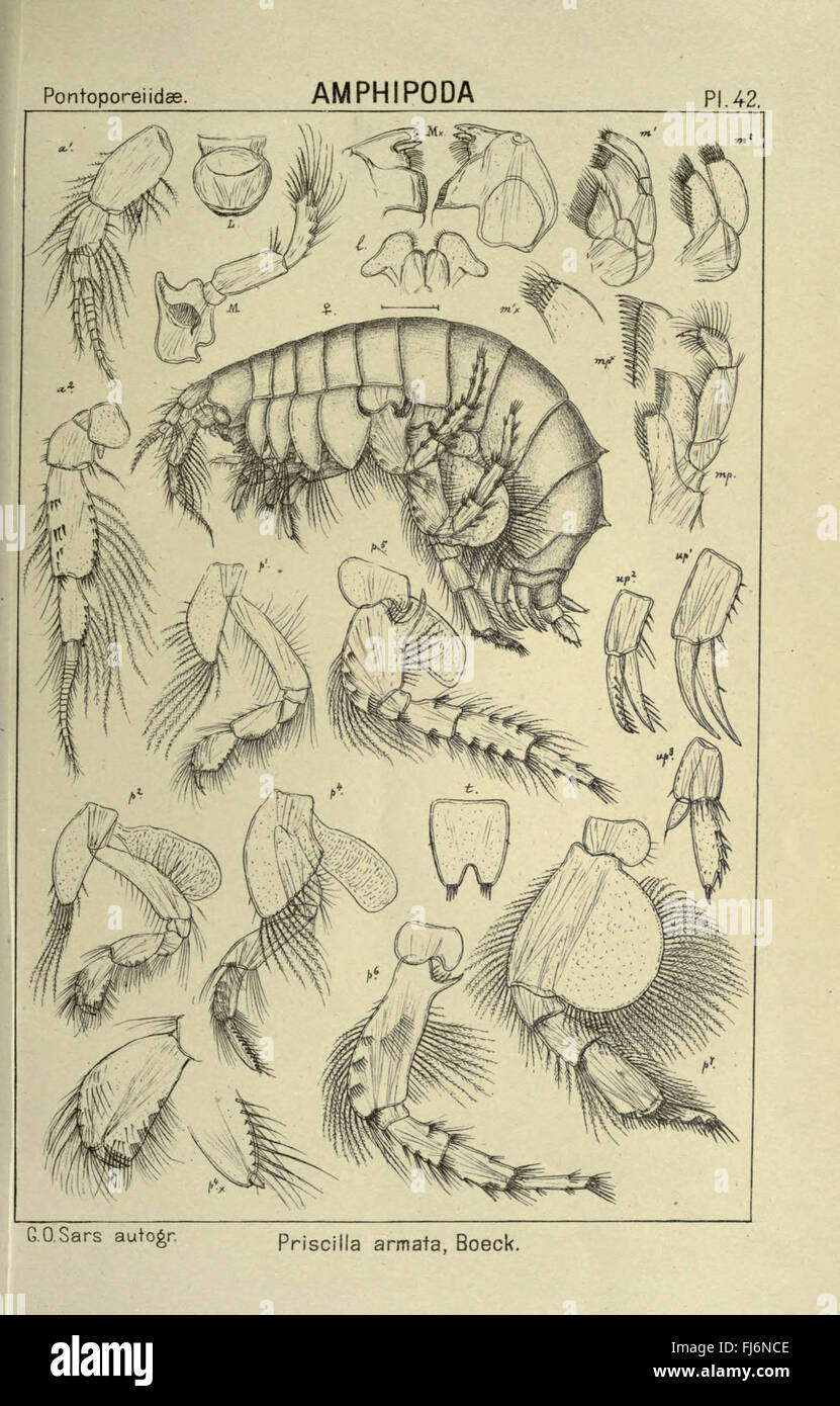 A detailed account of crustaceans found in Norway, with scientific ...