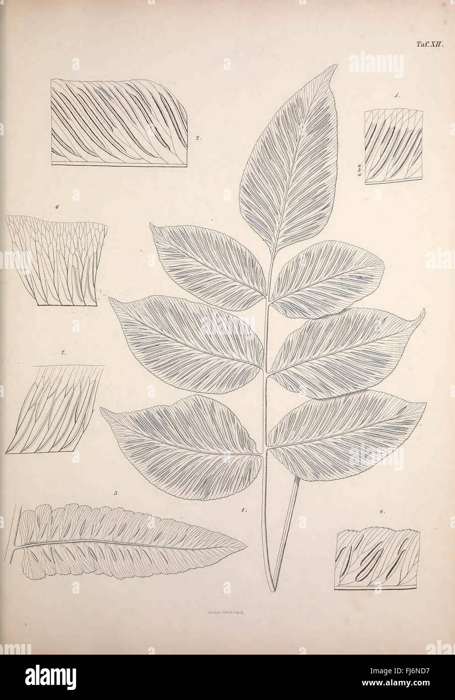 A detailed botanical study of ferns from the Leipzig Botanical Garden ...