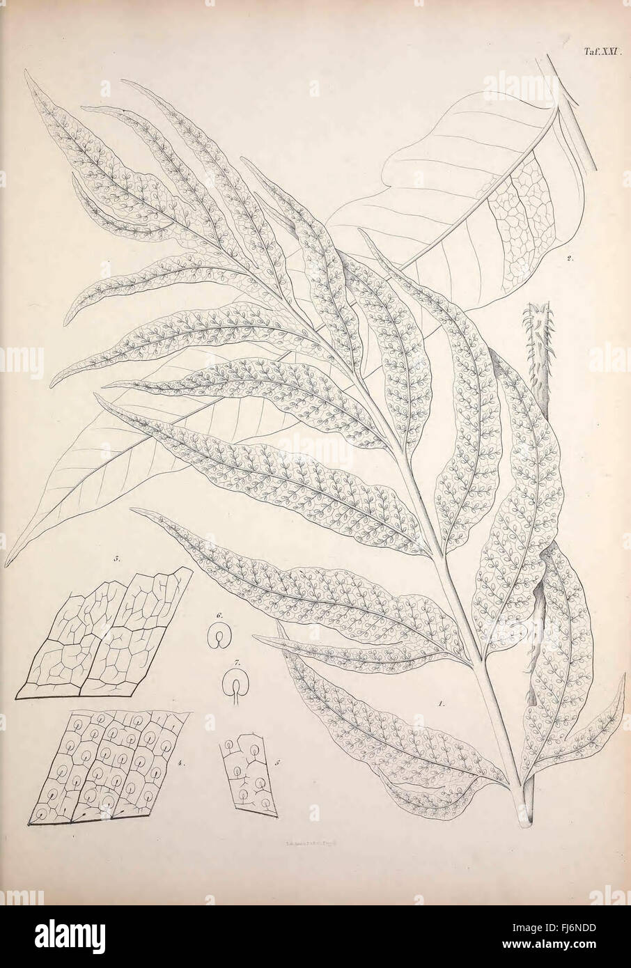 Filices Horti Botanici Lipsiensis, Ferns, Germany, Smithsonian ...