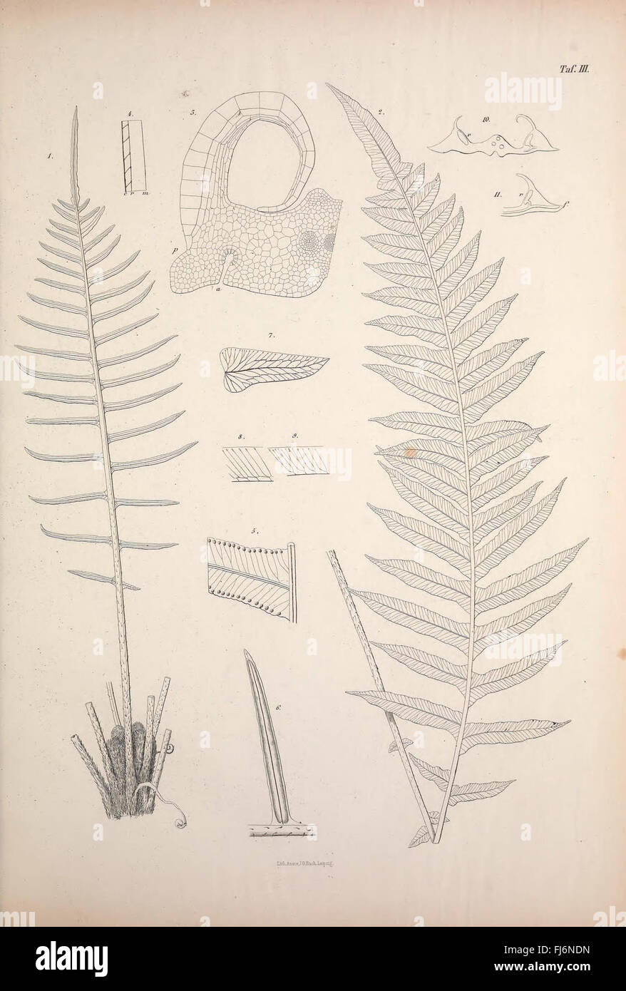 Ferns of the Leipzig Botanical Garden – A Study of Fern Species in ...