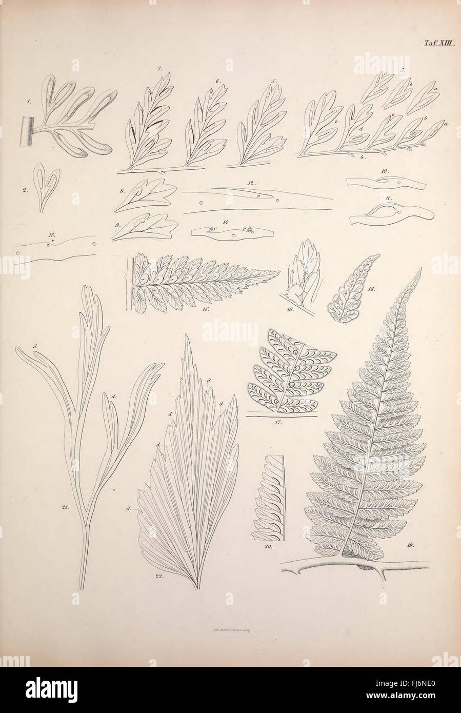 A botanical study of ferns, with illustrations from the Leipzig ...