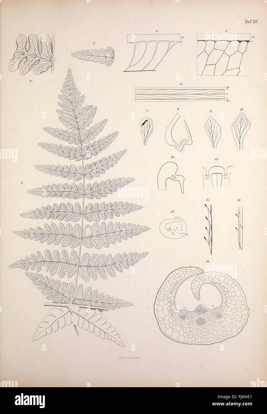 Filices Horti Botanici Lipsiensis, Ferns from the Leipzig Botanical ...