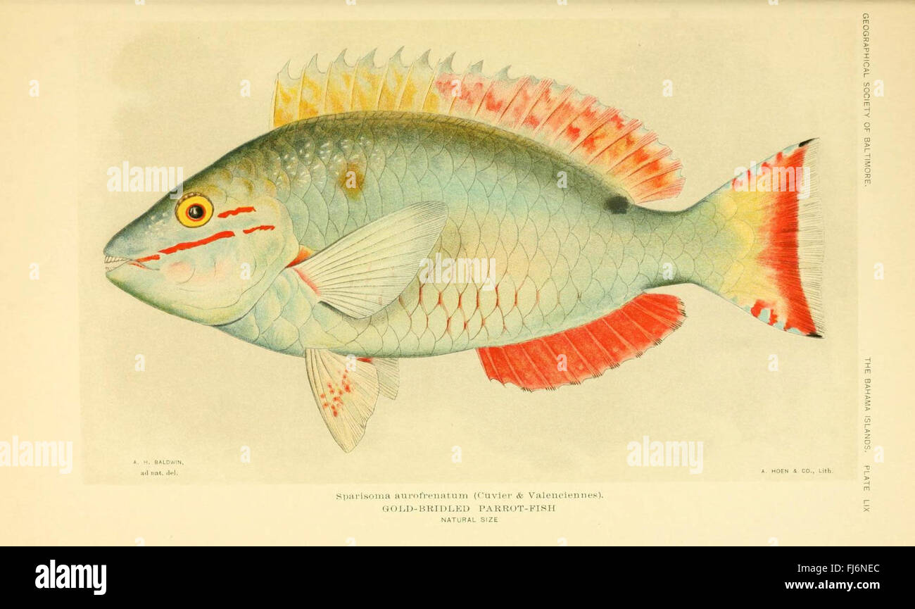 A comprehensive study on the fish species of the Bahama Islands ...