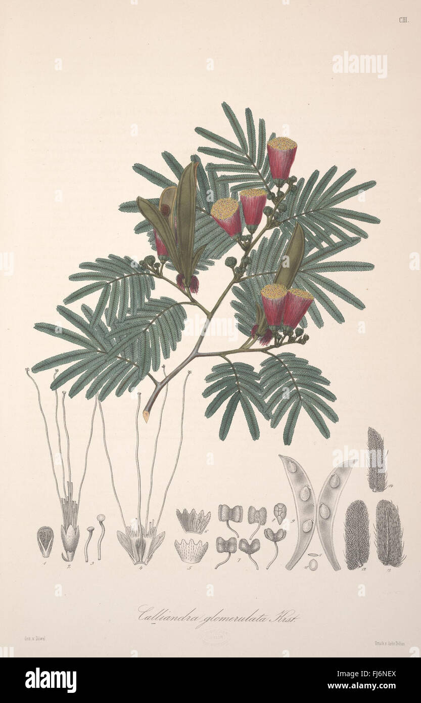 Florae columbiae hi-res stock photography and images - Alamy