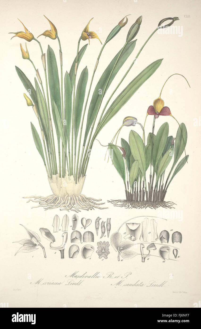 An illustration from *Florae Columbiae*, showcasing the flora of ...