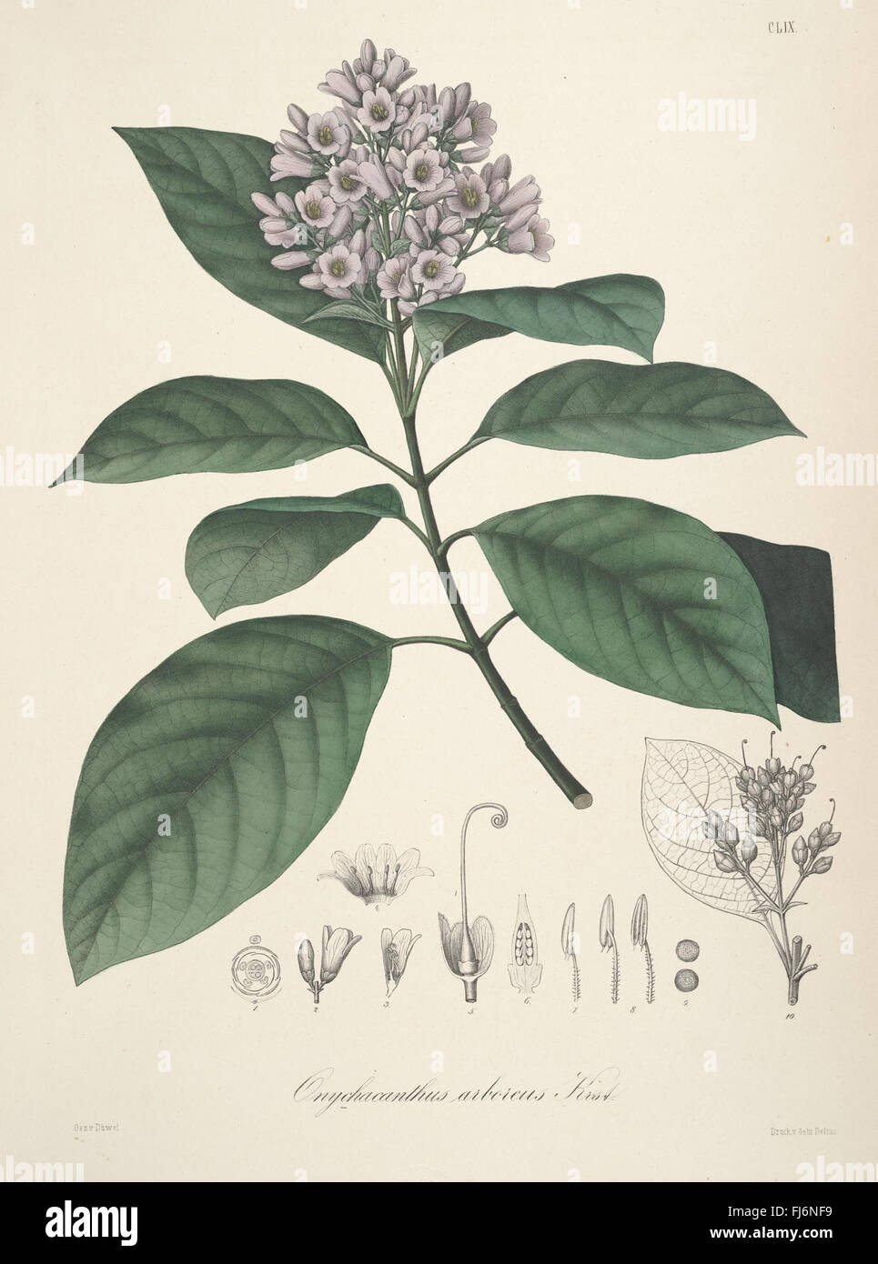 An illustration from 'Florae Columbiae,' depicting various plant ...