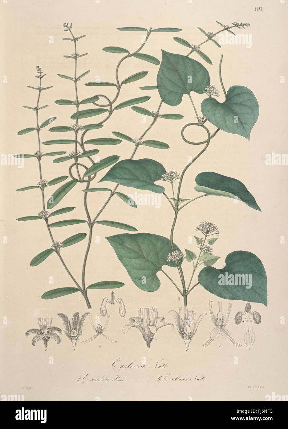 Flora of Colombia: Chromolithographs of Native Plants from 1858-1869 ...