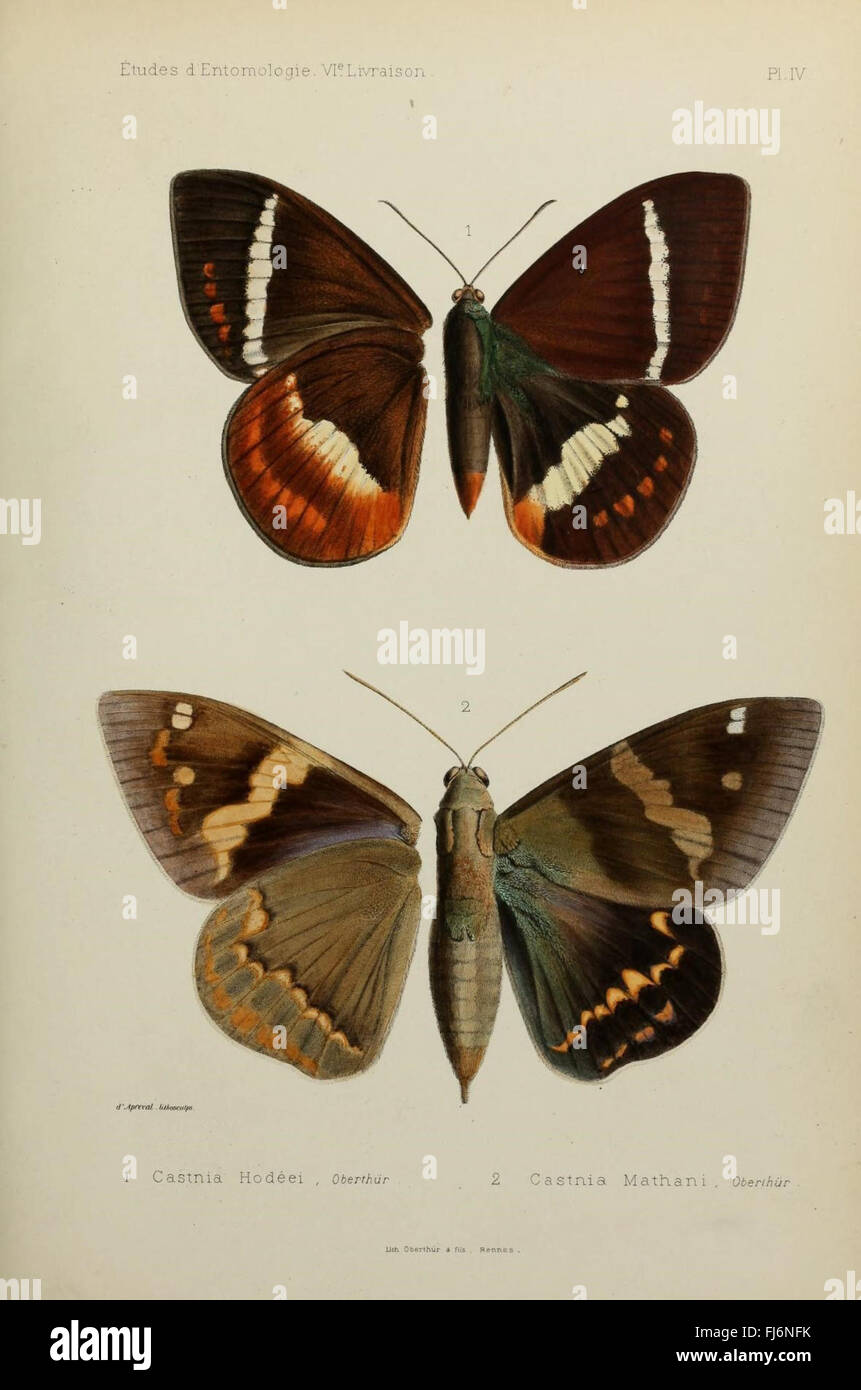 Studies in Entomology, Lepidoptera collection by the California Academy ...