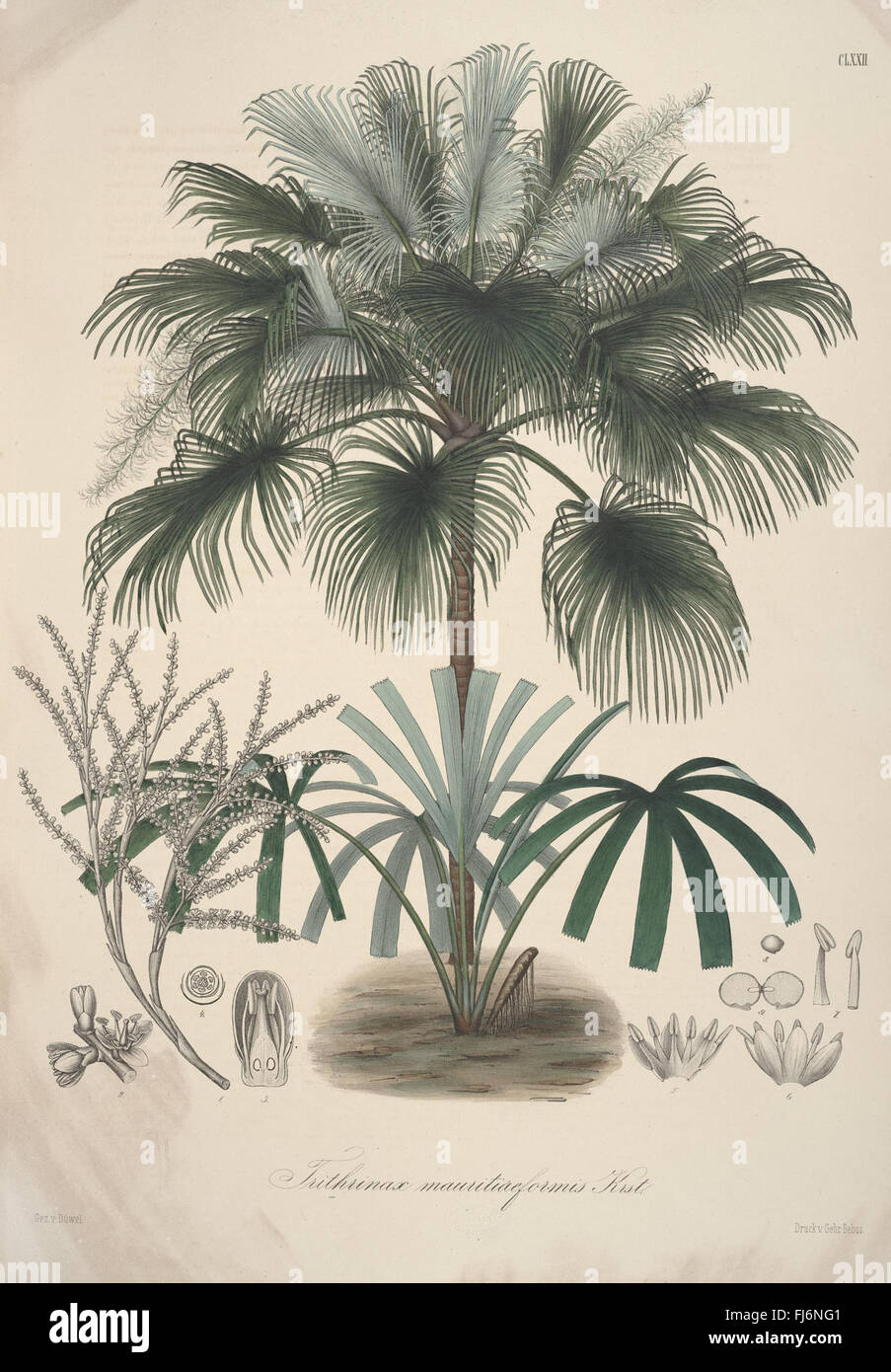 Florae columbiae hi-res stock photography and images - Alamy