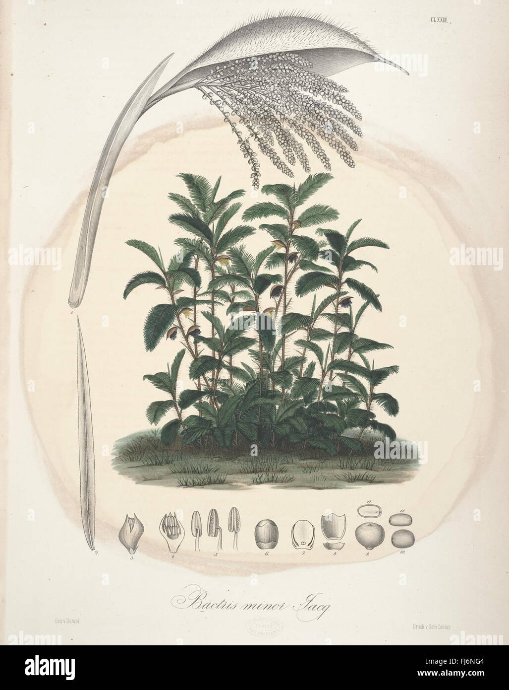 Florae columbiae hi-res stock photography and images - Alamy