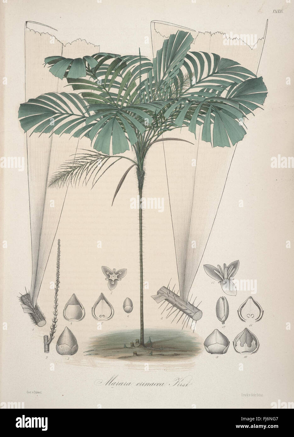 A chromolithograph of Colombian plant species from 'Florae Columbiae ...
