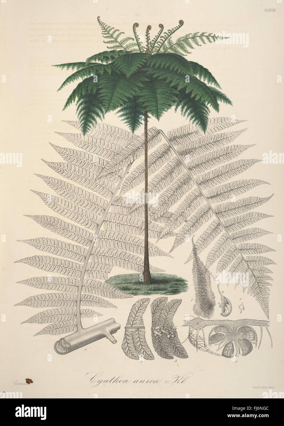 Florae columbiae hi-res stock photography and images - Alamy