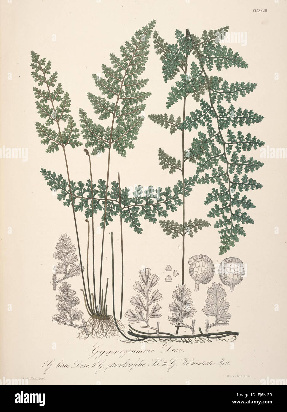 Florae columbiae hi-res stock photography and images - Alamy