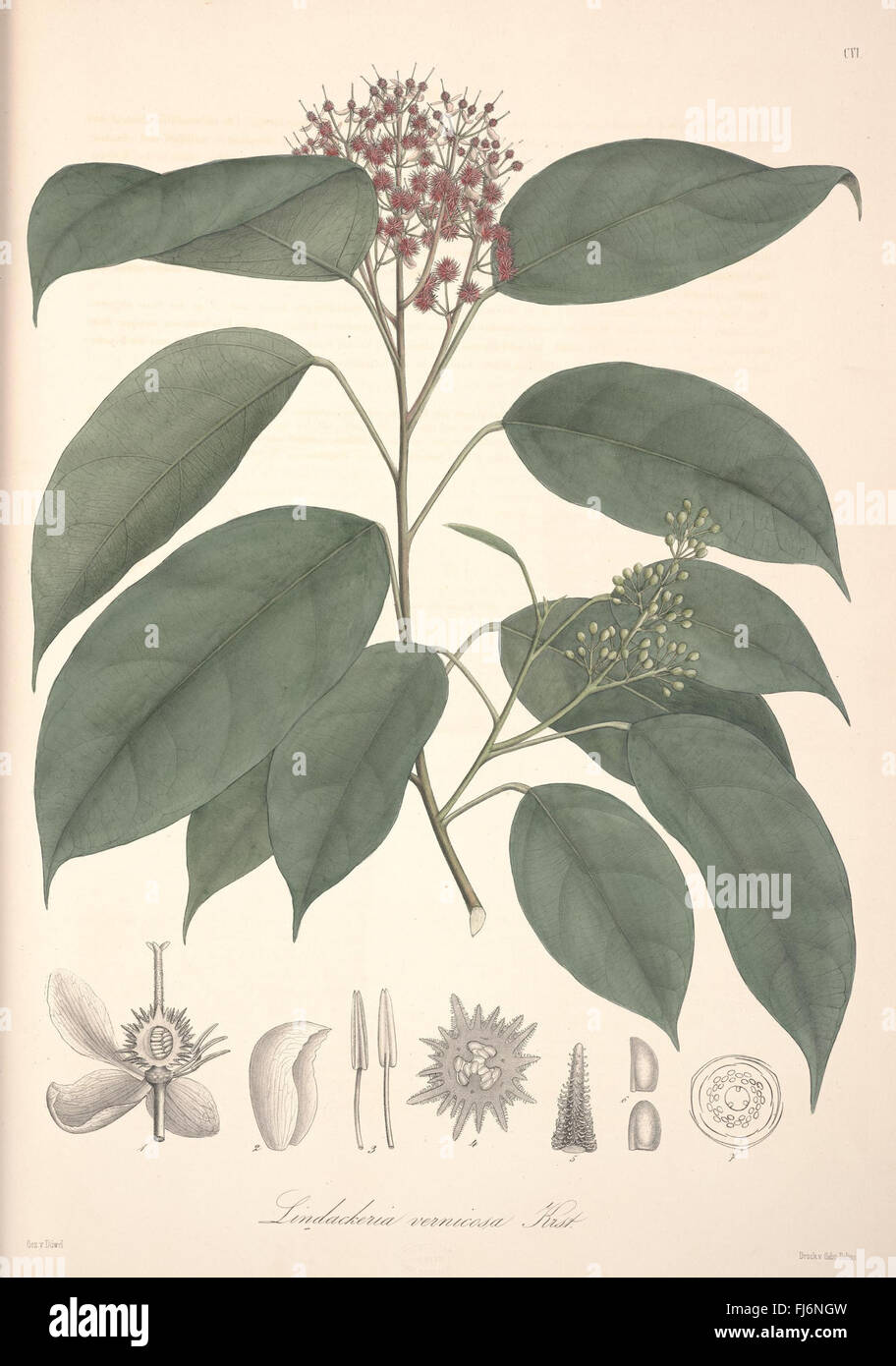 Florae Columbiae (Plate CVI) - An illustration of plant species from ...